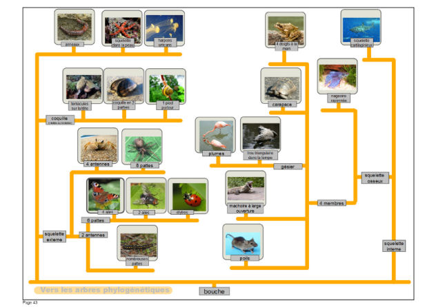 Classer des animaux (TNI) - Réseau d'échanges de pratiques pédagogiques ...